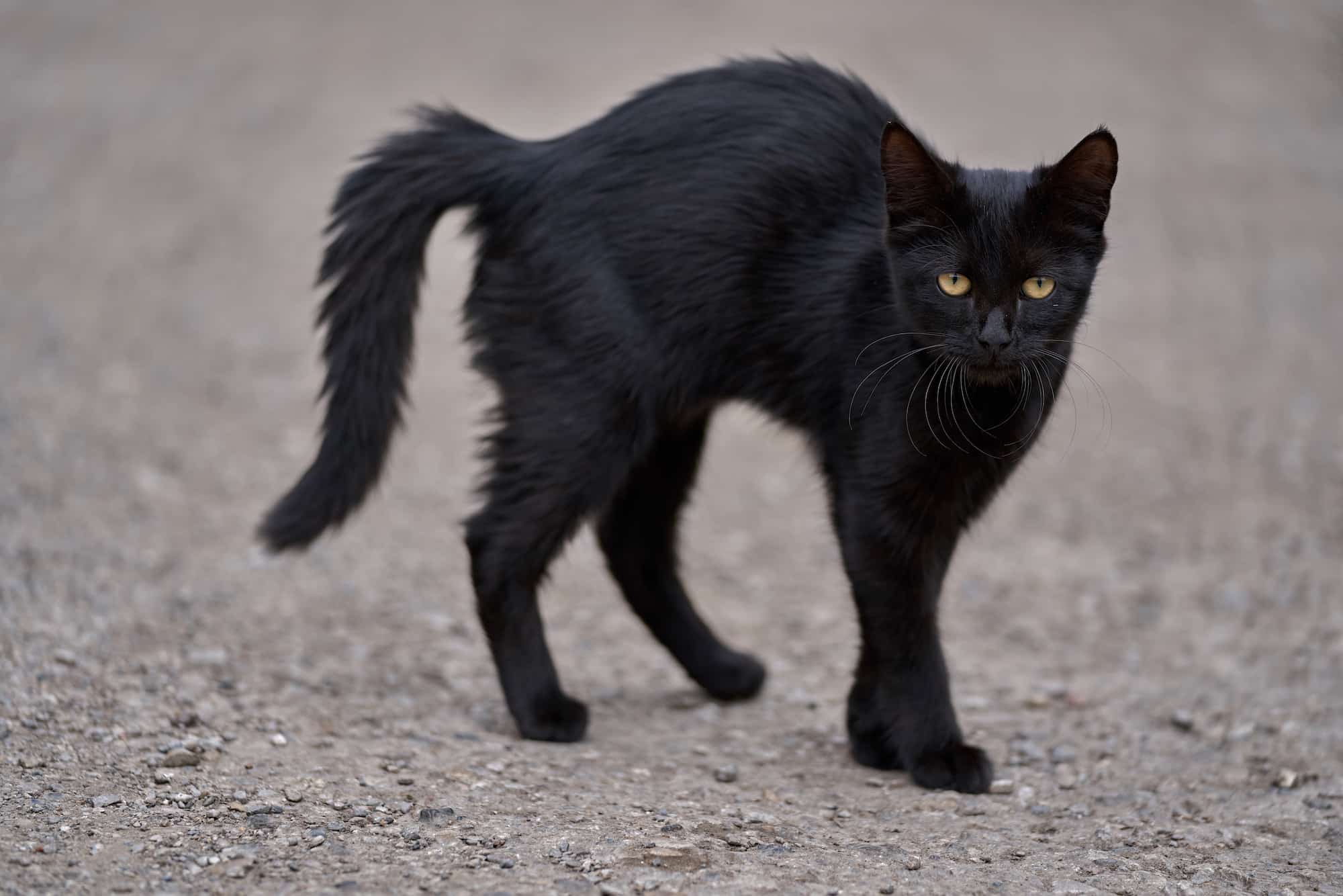 Curious Nature: Cross paths with a black cat? You should be more ...